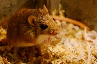 ZootierlisteHomepage